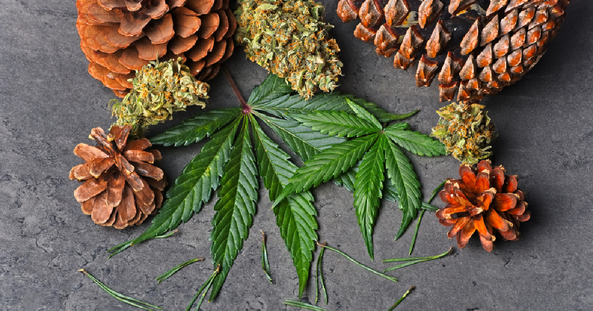 Pinene - What is It and What Effects Does it Have?